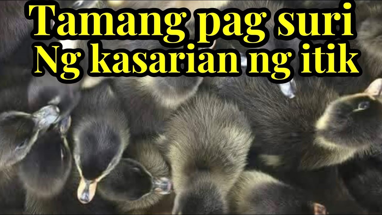 Tamang pag suri ng kasarian ng itik / itik pinas /duck farming in the ...