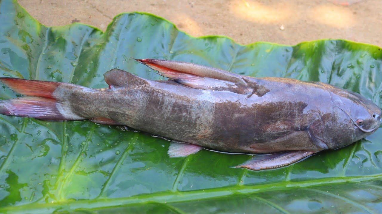 Ritha Fish Curry !! Village Food- Nodir Janto Ritha Macher Jhol ...