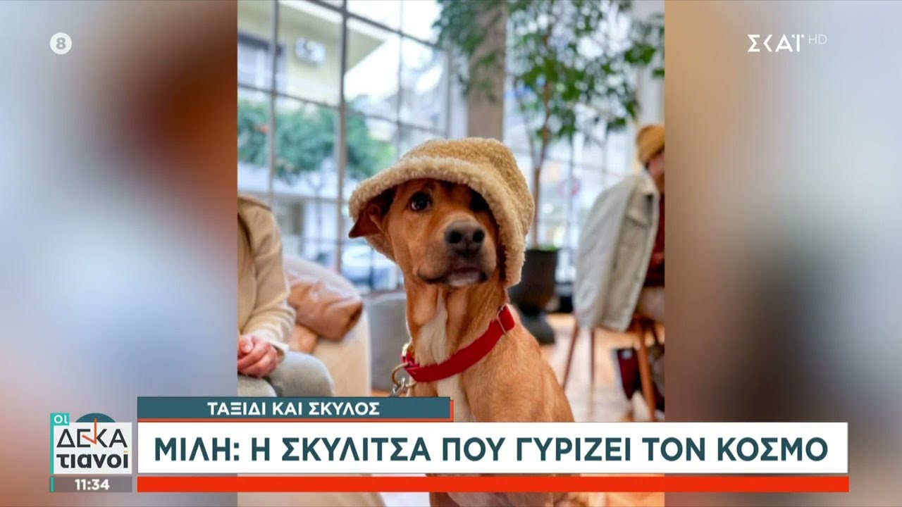 Ταξίδι και σκύλος: Μίλη, η σκυλίτσα που γυρίζει τον κόσμο | Οι ...
