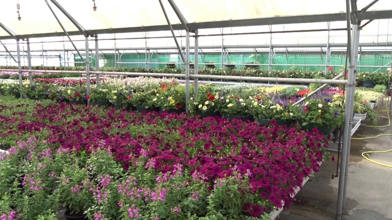 Council plant nursery - YouTube