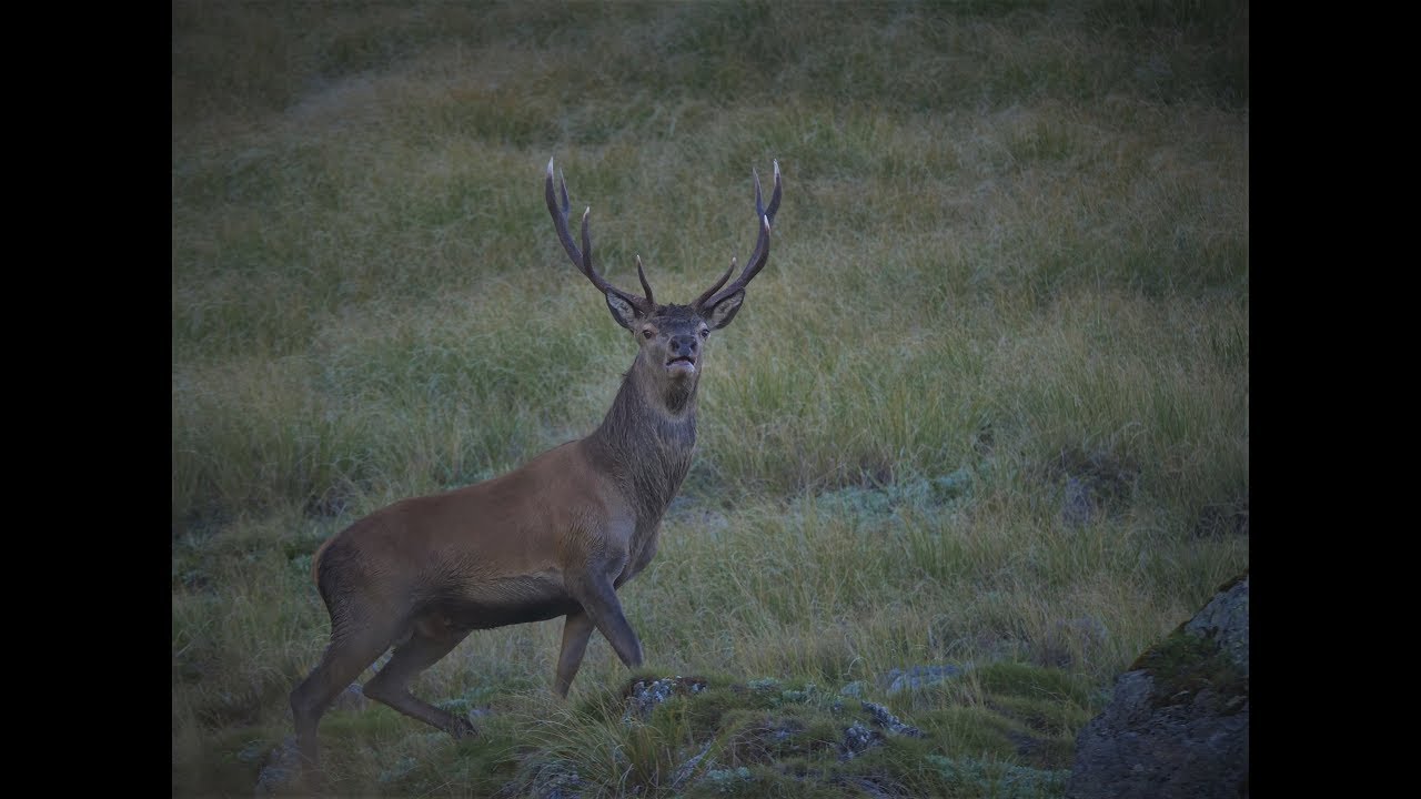 Through The Hunters Lens - Red Stag Roar in the Southern Alps of New ...