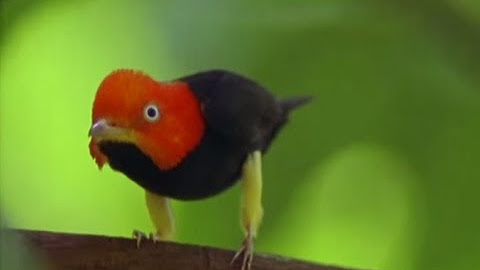 GCSE Competition in animals - YouTube