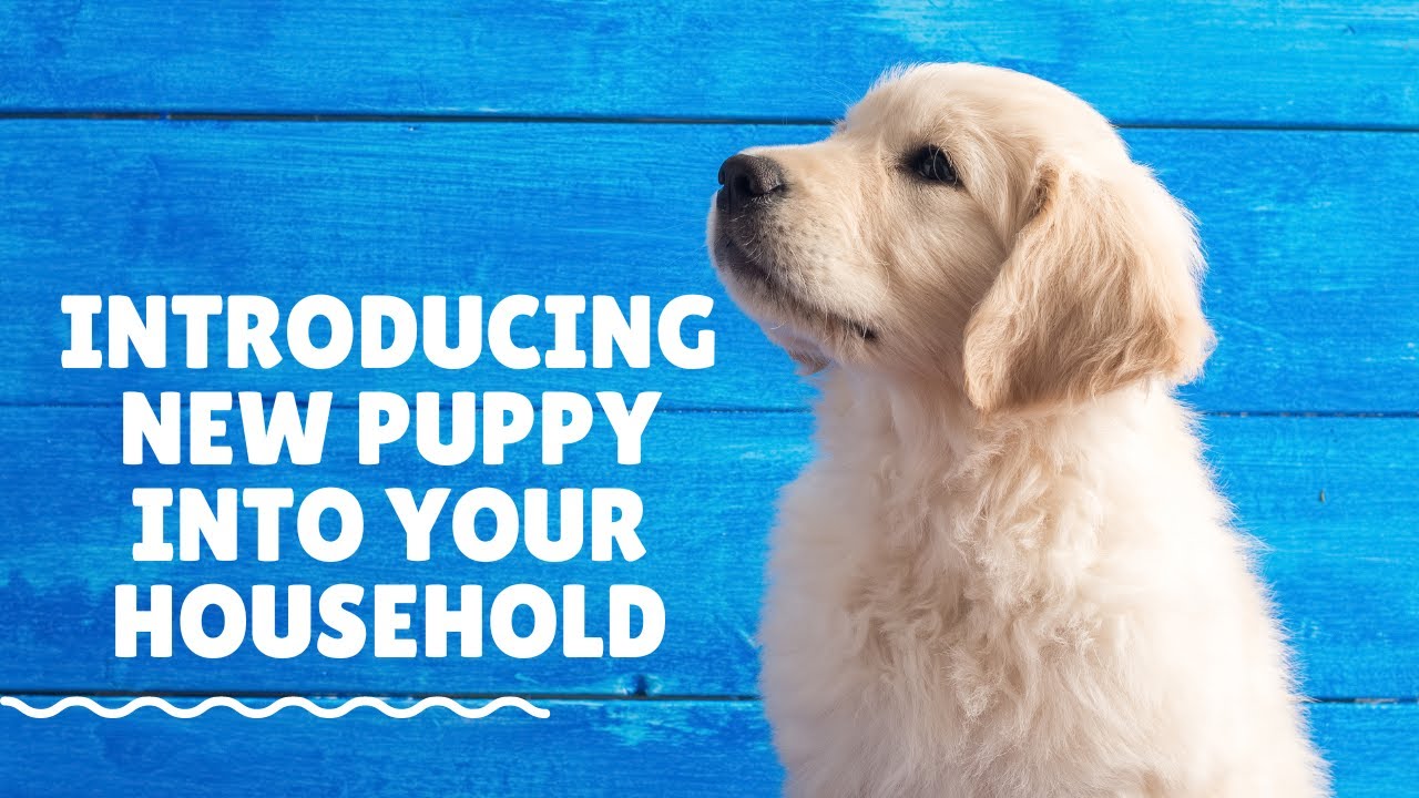 4 Steps to Introduce a New Puppy into Your Household - YouTube