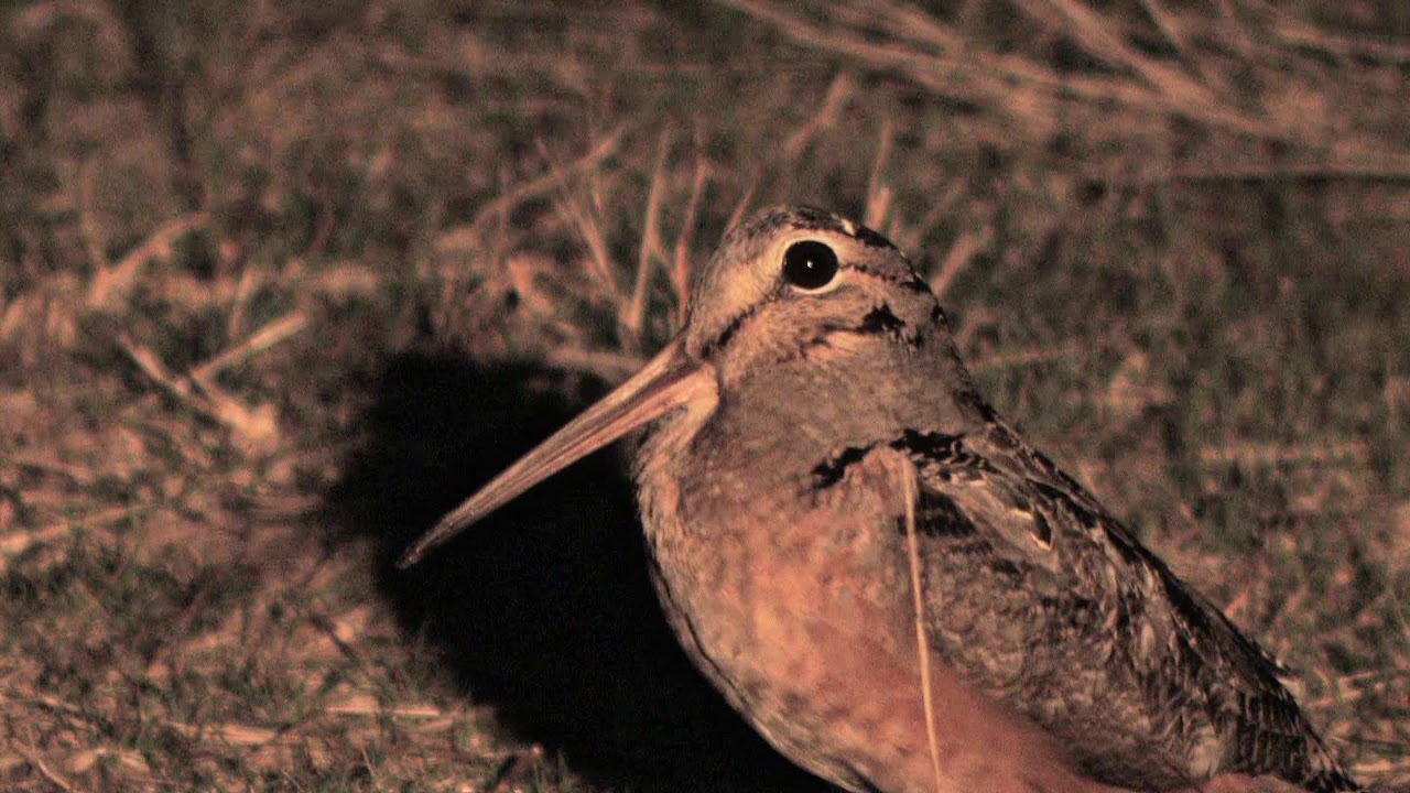 Timberdoodle Sky Dance - YouTube