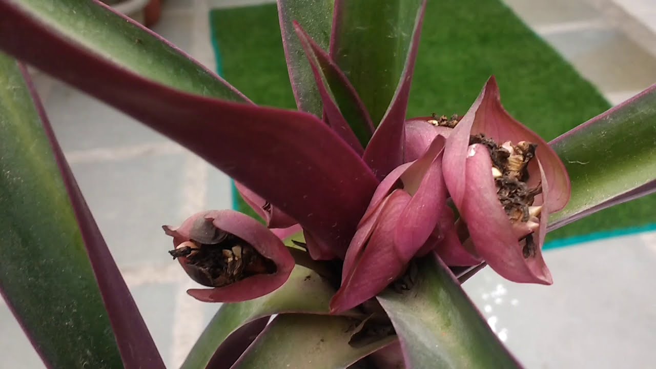 Purple and Green leaves(Boat Lily & Wandering Jew) Ornamental plants ...