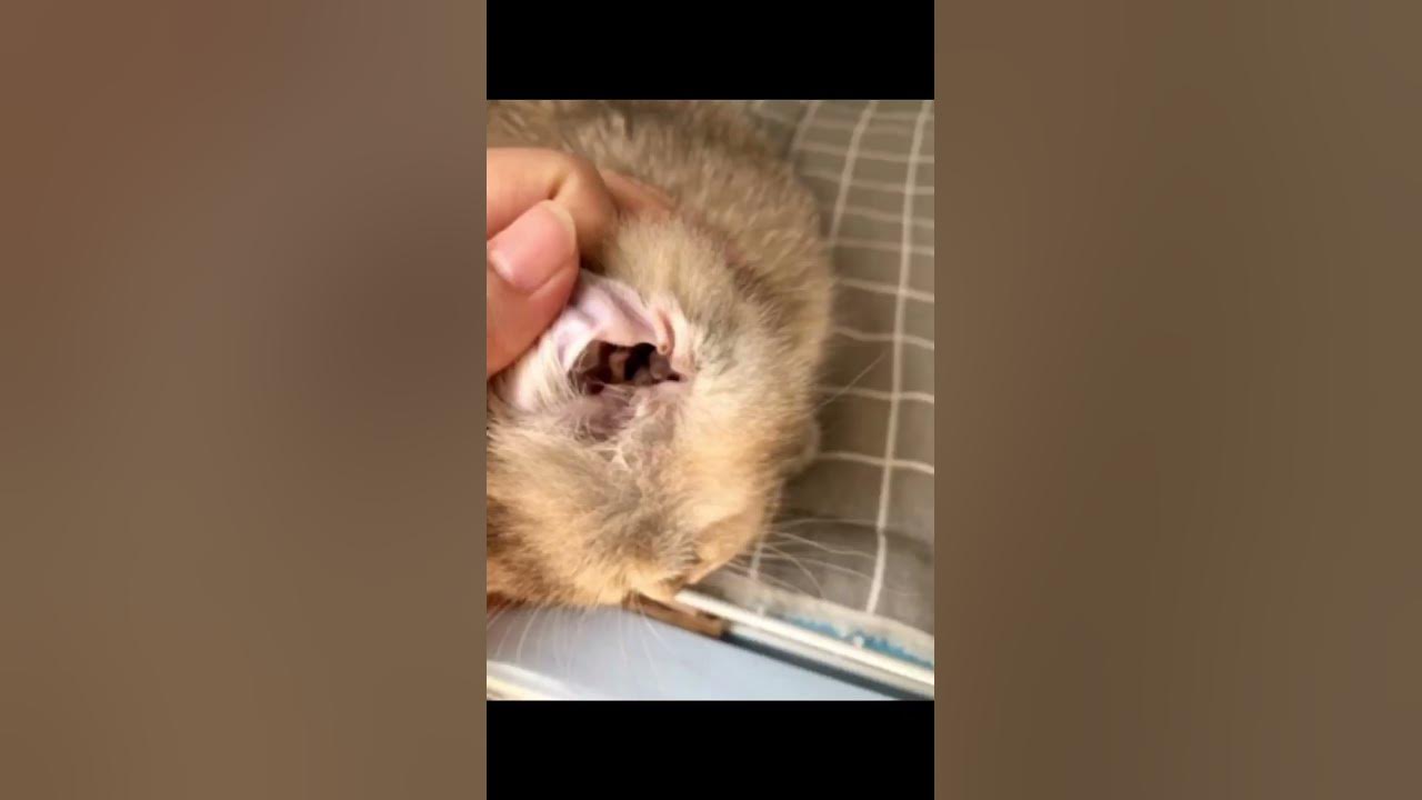 What Is The Difference Between Ear Mites And Earwaxhow To Treat Cat