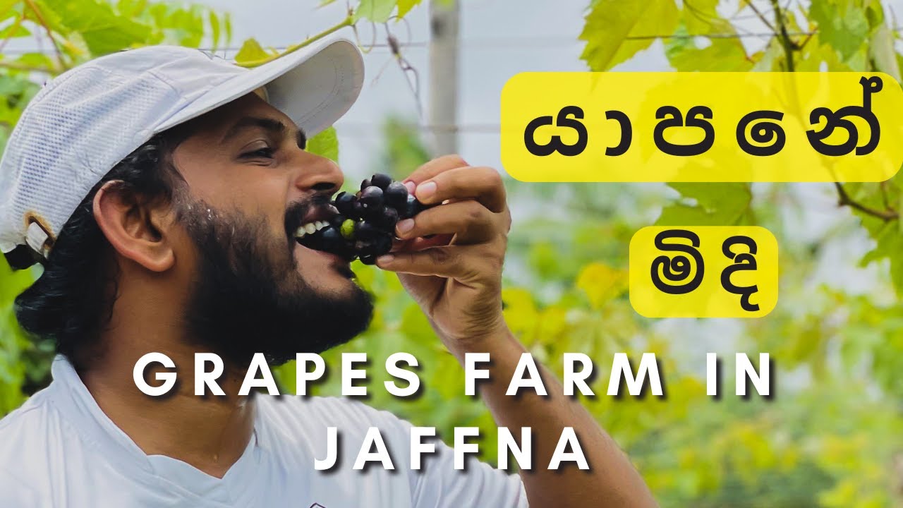 Grapes farm in Jaffna | යාපනේ මිදි - YouTube