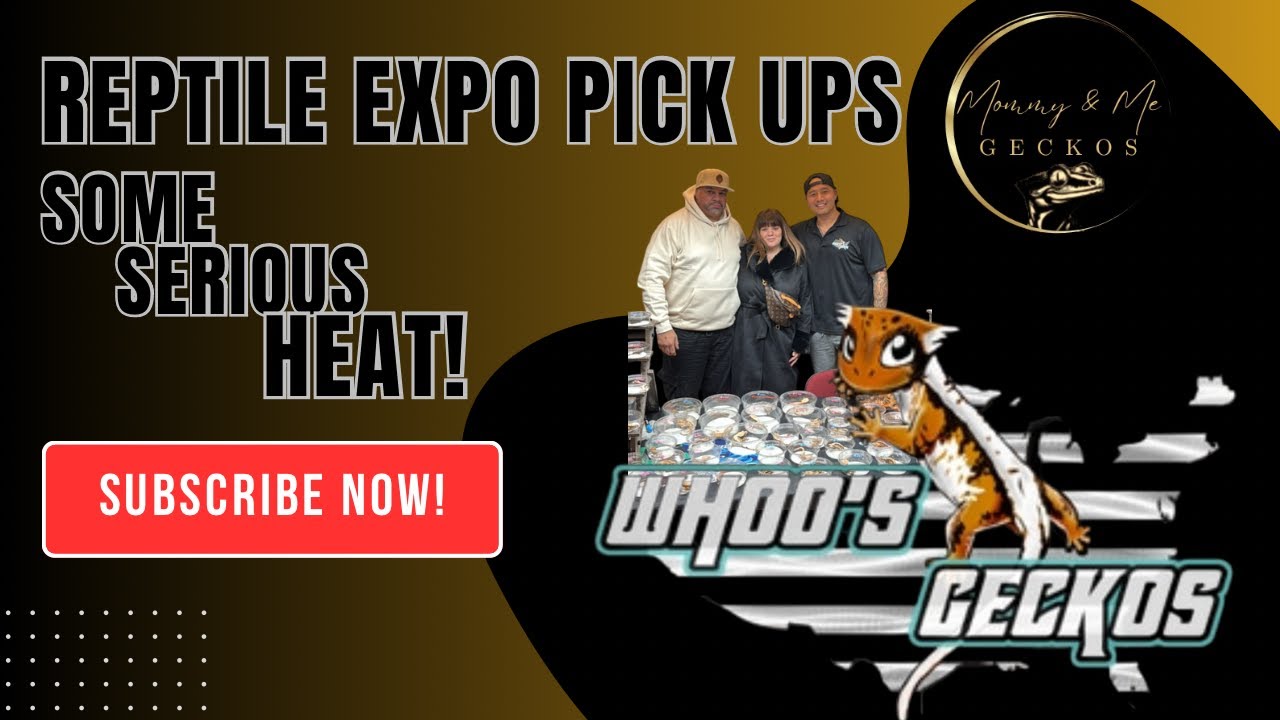 Whoo's Geckos Reptile Show Pick Ups! @whoosgeckos #crestedgecko # ...