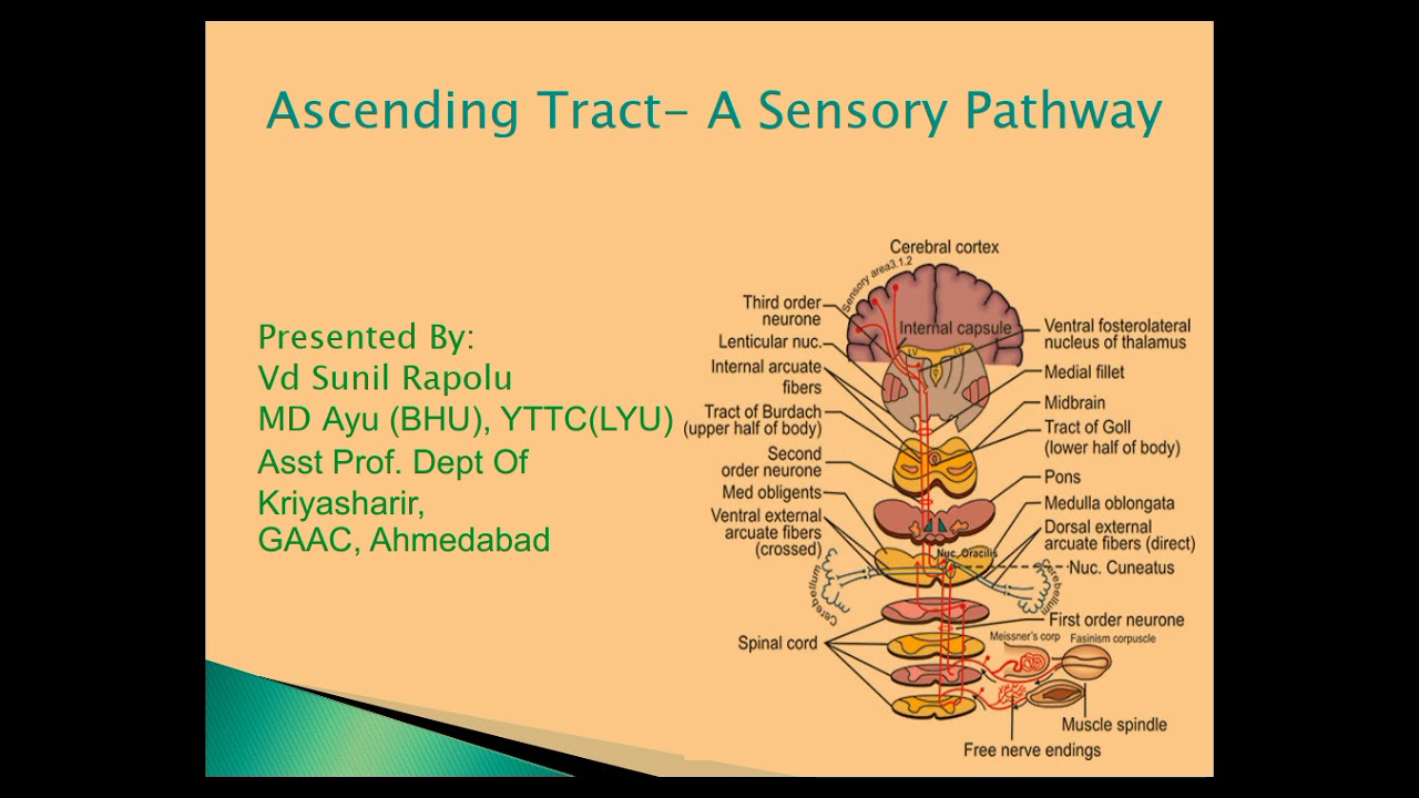 Ascending tract- A sensory Pathway - YouTube