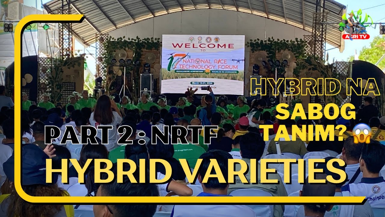 HYBRID NA PWEDE SA SABOG TANIM/ HYBRID RICE NA PWEDE MONG PAGPILIAN ...