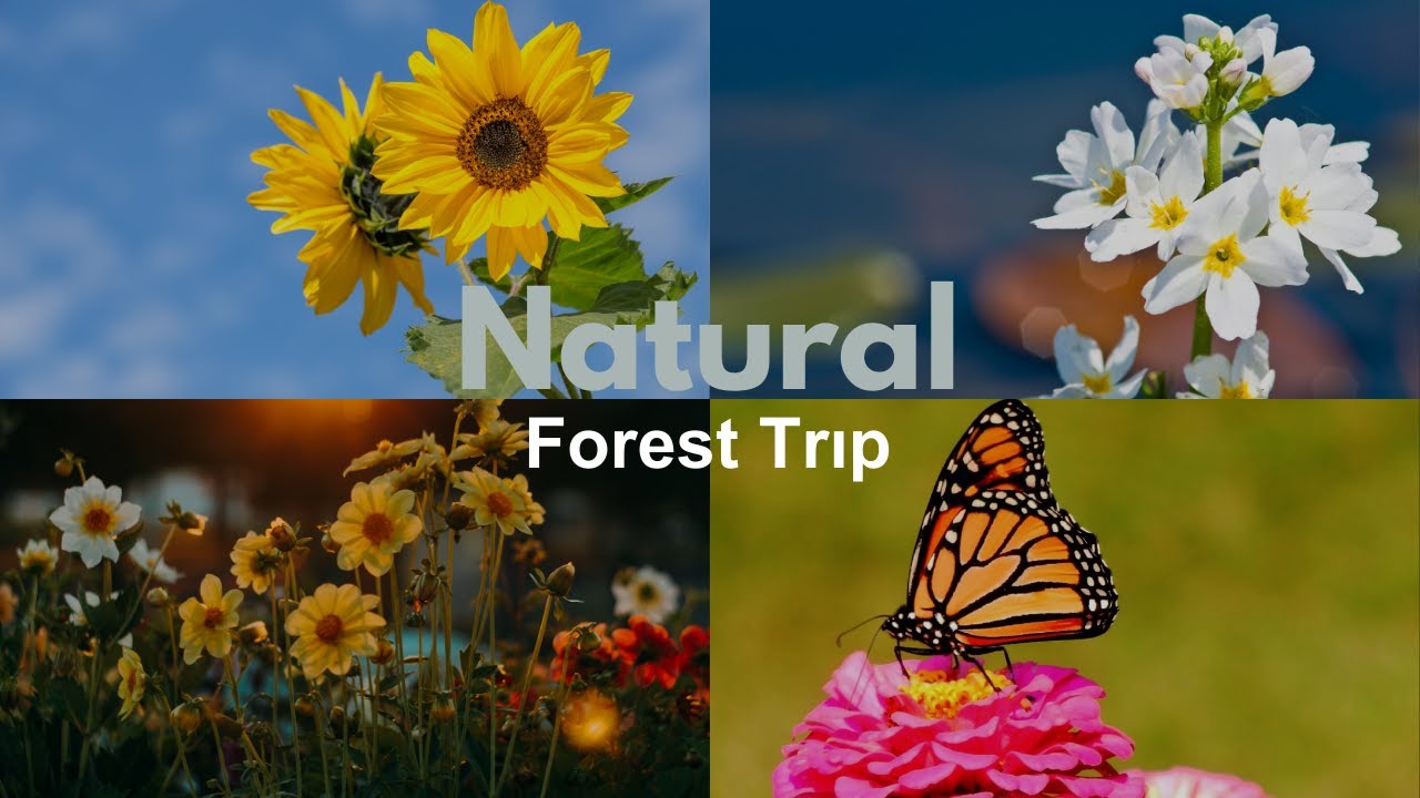 Nature's Beauty in 4K | Tranquil Scenes for Relaxation | Beautiful ...