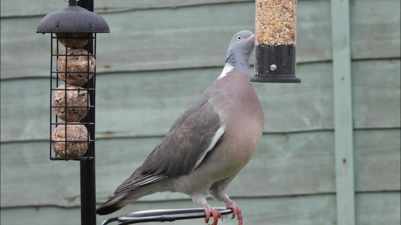 Wood pigeon grabbing a bite to eat - YouTube