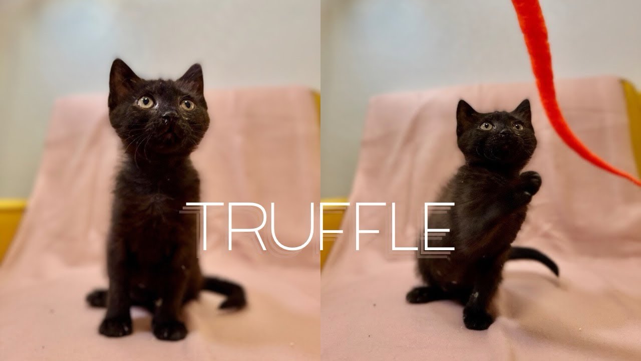 The Fuzzy Playful Kitten, Truffle! - YouTube