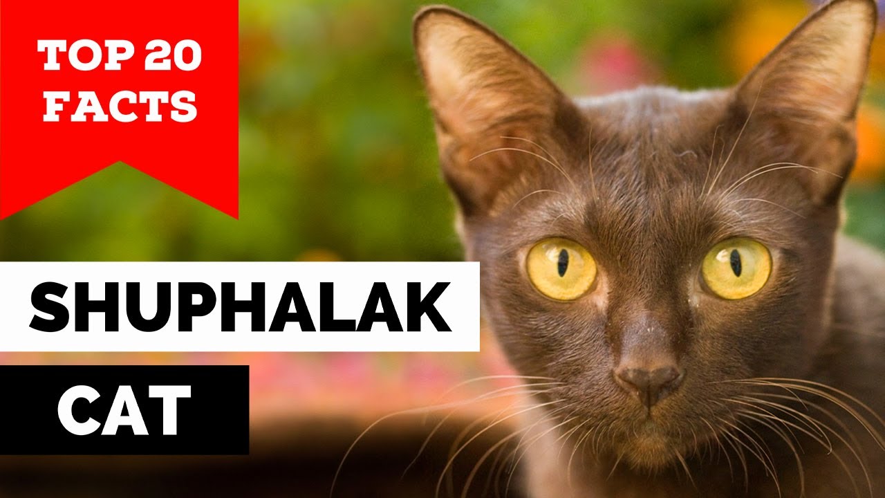 99% of Suphalak Cat Owners Don't Know This - YouTube