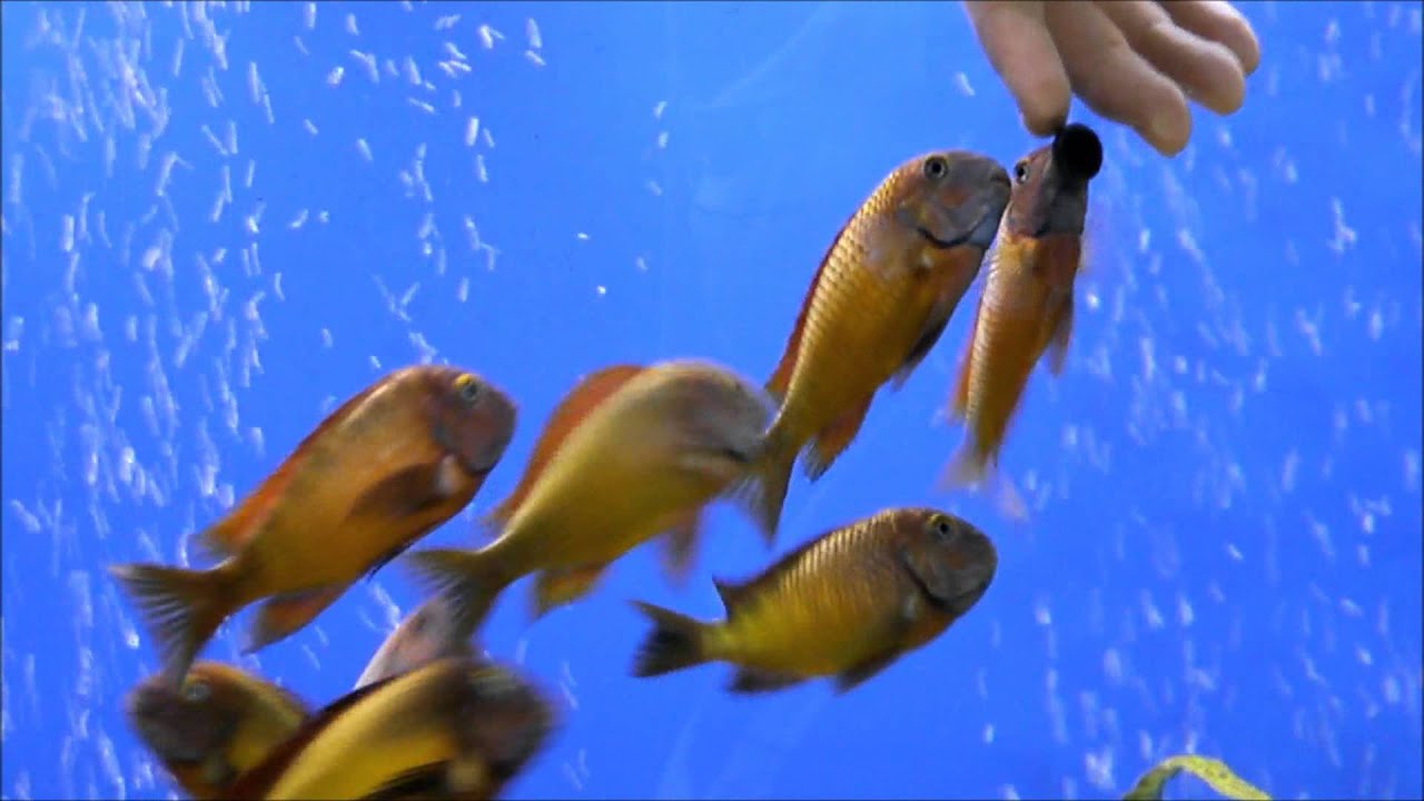 F0 Tropheus İlangi Yellow - YouTube