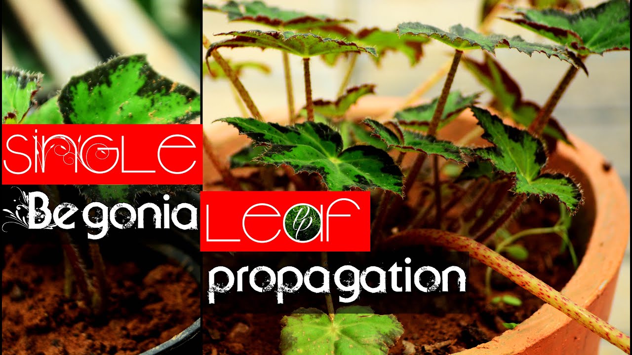 Star Leaf Begonia leaf propagation & care || ബിഗോണിയ എളുപ്പത്തിൽ തൈ ...