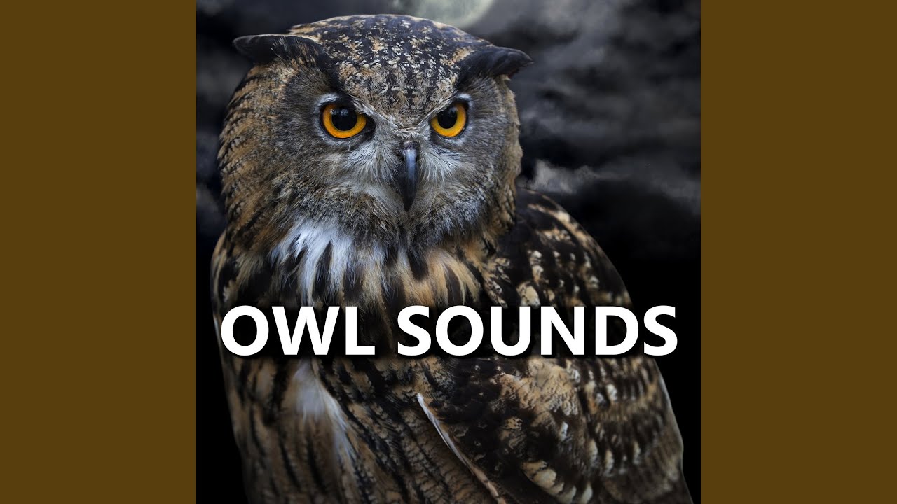 Relaxing Owl Sounds YouTube relaxing-owl-sounds-youtube