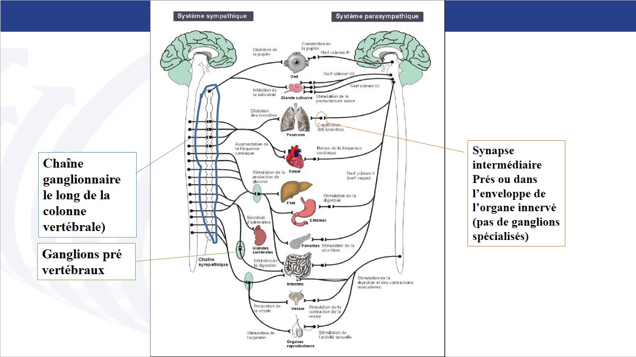 Système nerveux périphérique - YouTube