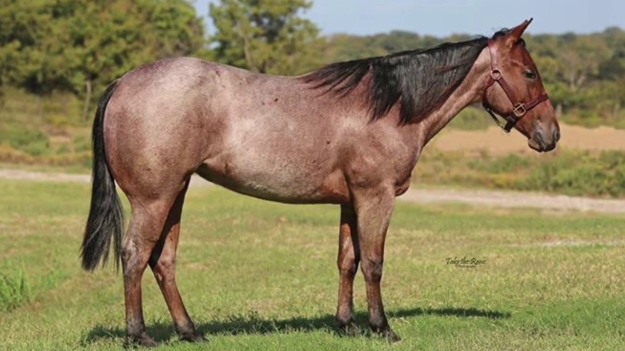 2015 Metallic Cat Bay Roan Filly - YouTube