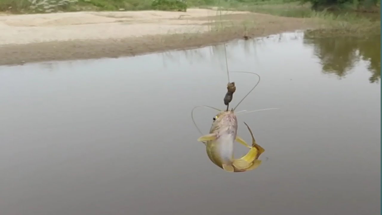 fish hunting || catching the tengra fishes || tengra machli kaise ...
