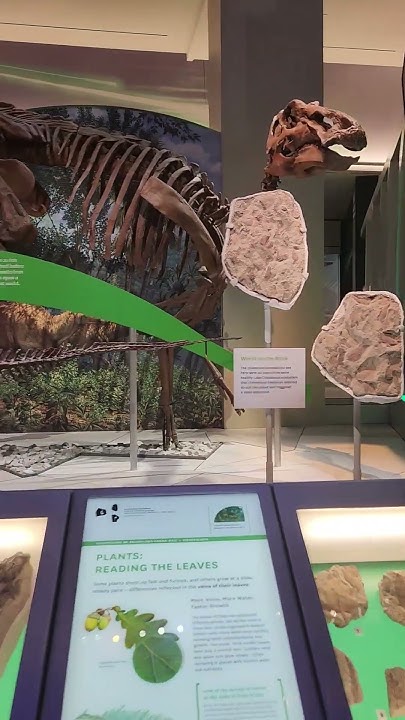 Tyrannosaurus rex (T-rex) at Smithsonian National Museum #trex # ...