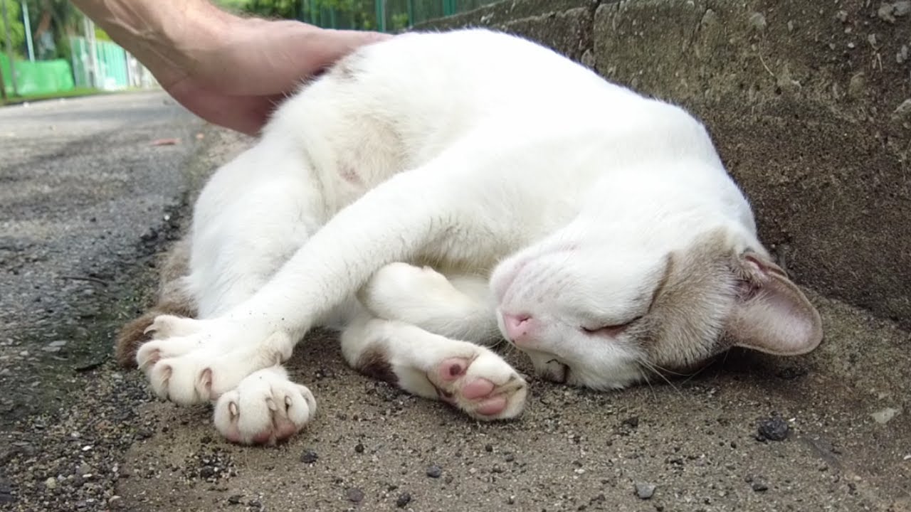 Ross the cat, with his gorgeous blue eyes, interrupts his midday nap ...