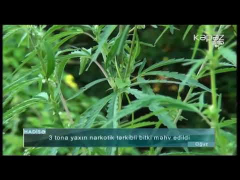 3 tona yaxın narkotik tərkibli bitki məhv edildi - ARB Kəpəz