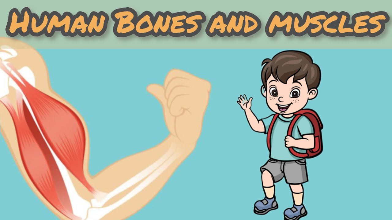 Bones And Muscles | Science Muscles And Bones | General Knowledge - YouTube