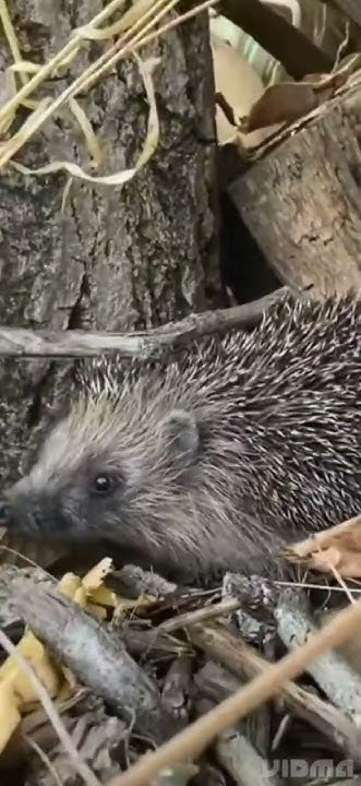 Ёжик неожиданный гость🍂🦔 Shorts Nature ежики Ёж Youtube