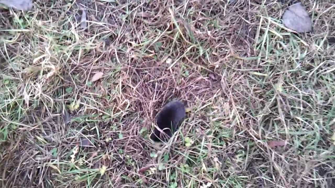 Morka ir kurmis - YouTube