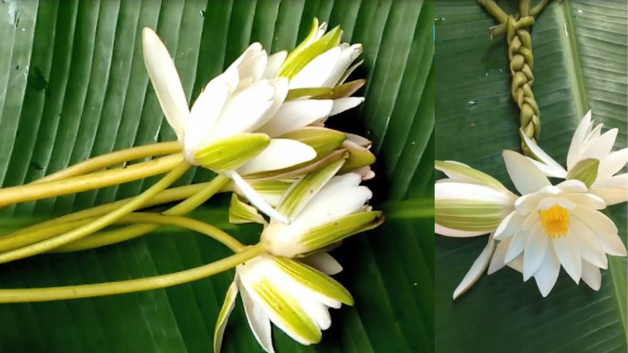 Significance Of The National Flower Guyana | Best Flower Site