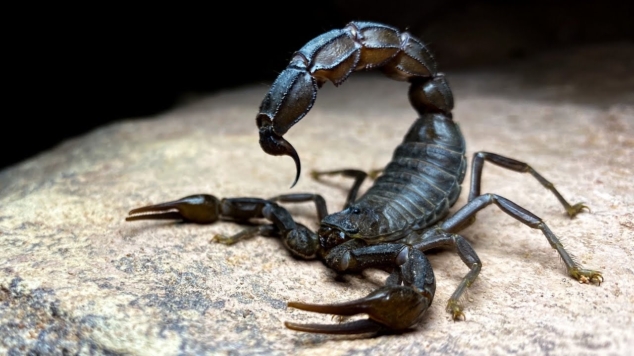 Fake Arabian Fat-Tailed Scorpions - YouTube