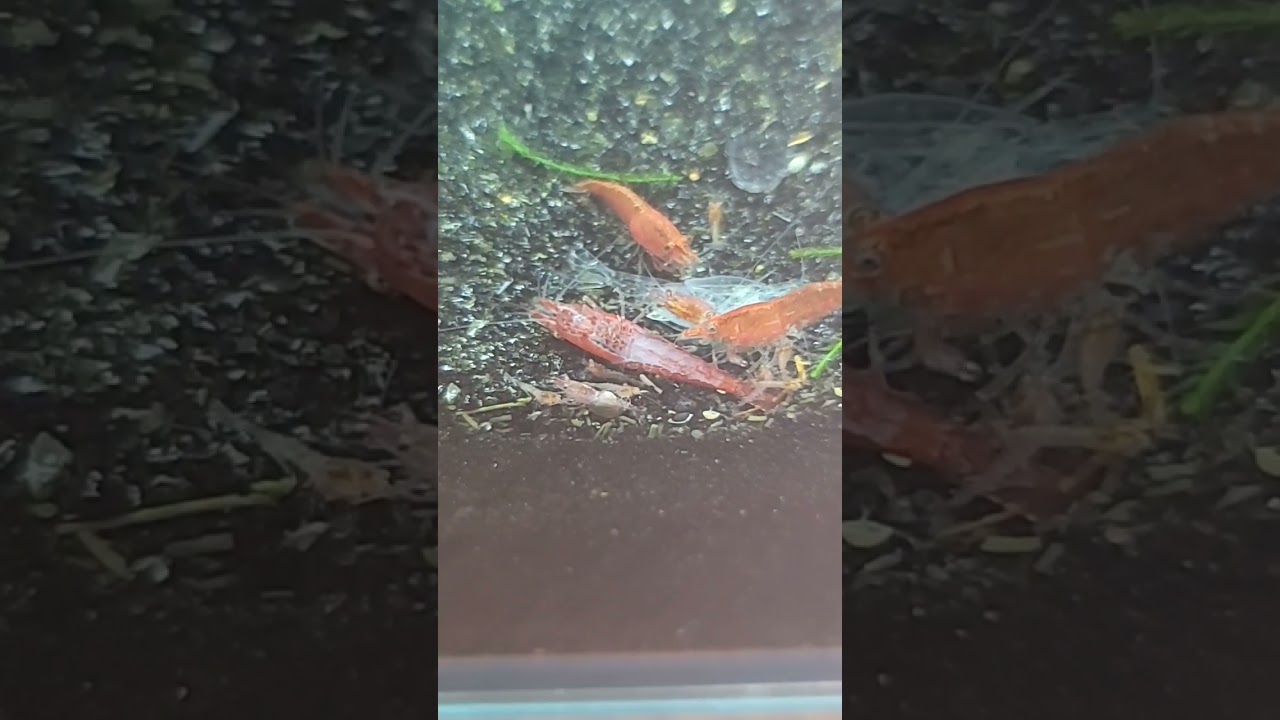 Molting problems.. - YouTube