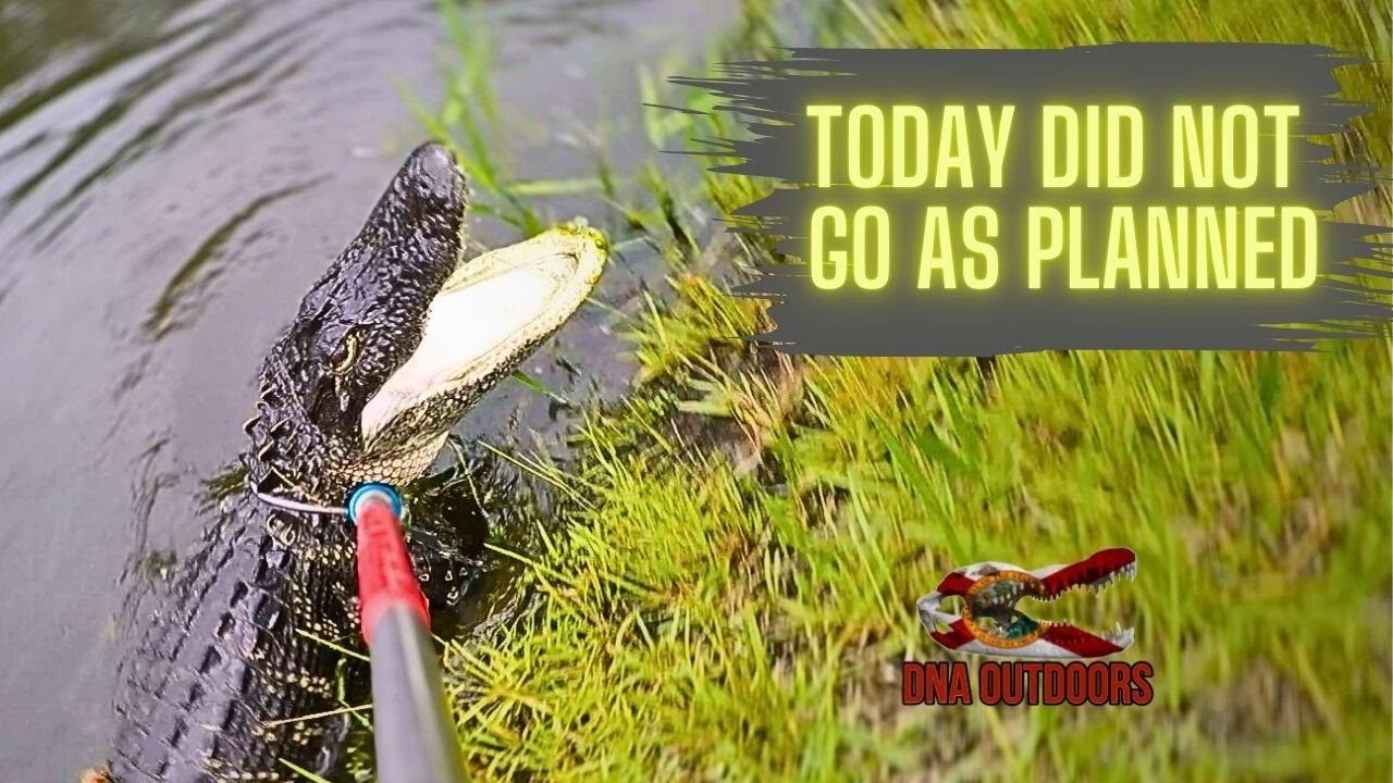 Today DID NOT Go As Planned {Catching Nuisance Alligators} 🐊🐊 - YouTube