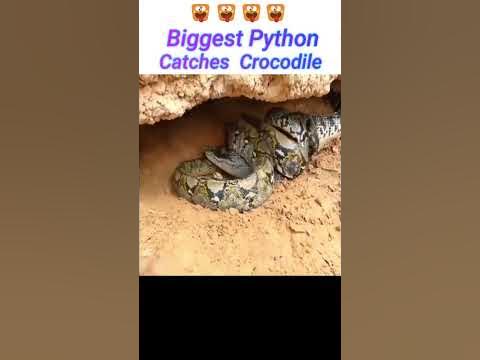 Python VS Crocodile Extreme Fight😱😱#shorts #youtubeshorts #viral - YouTube