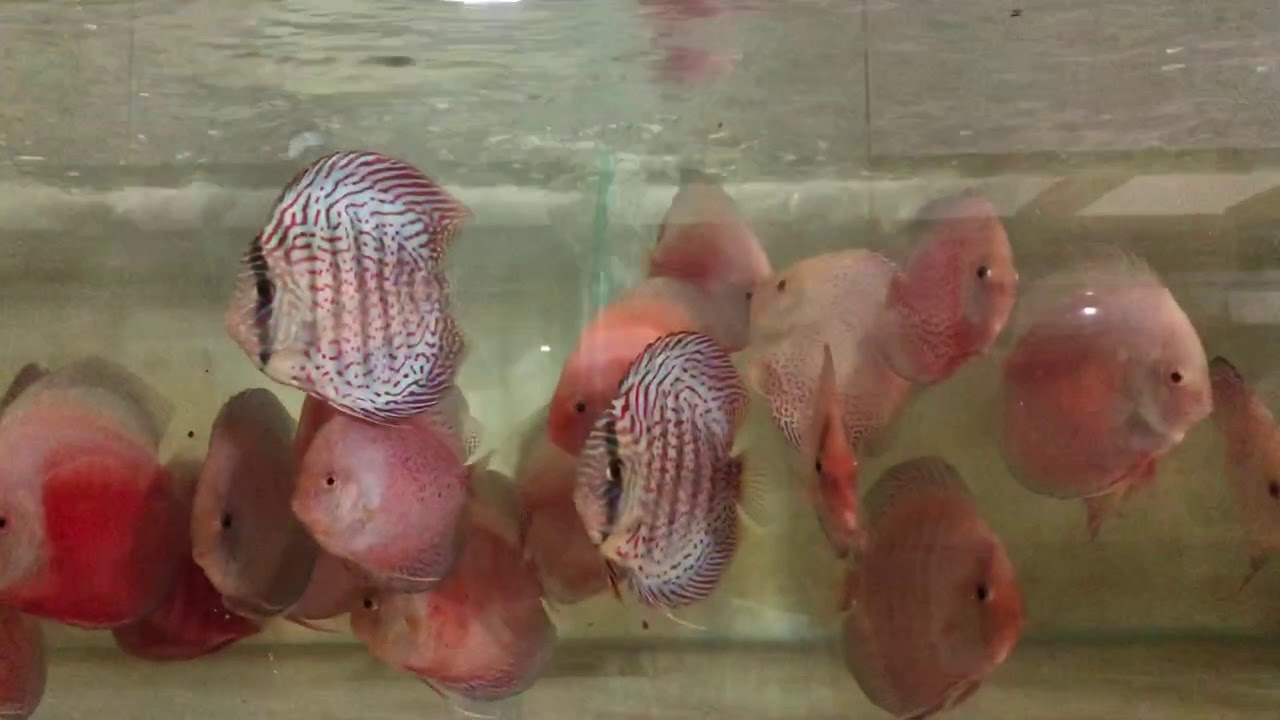 Discus Strains: Turquoise Blue, Rose Red, Red and White, Snow White ...