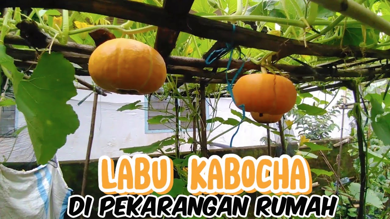 Tanaman Labu Kabocha Kuning Dalam Polybag Di Pekarangan Rumah - YouTube