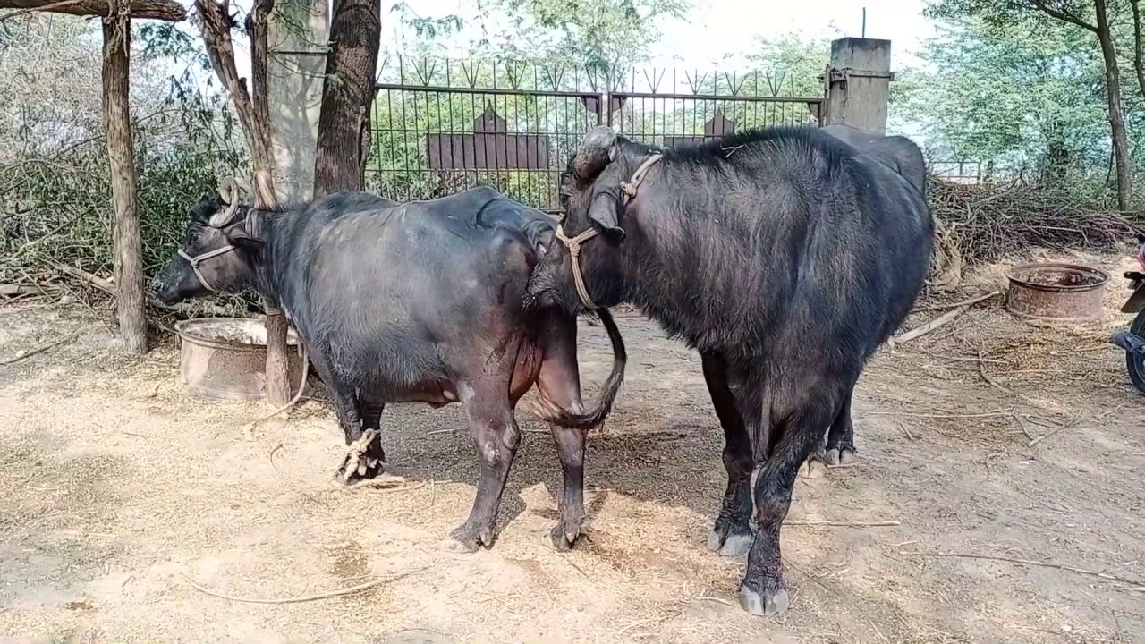 High power buffalo meeting - YouTube