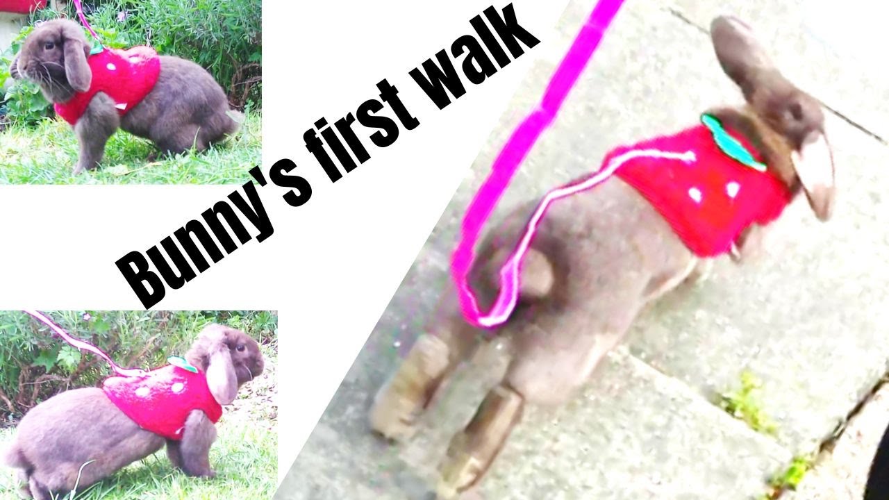 bunny goes for a walk / Moose's first walk - YouTube