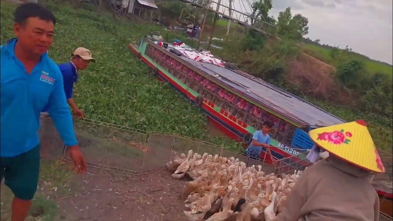 A flock of white ducks boarded a ship to move fields - YouTube