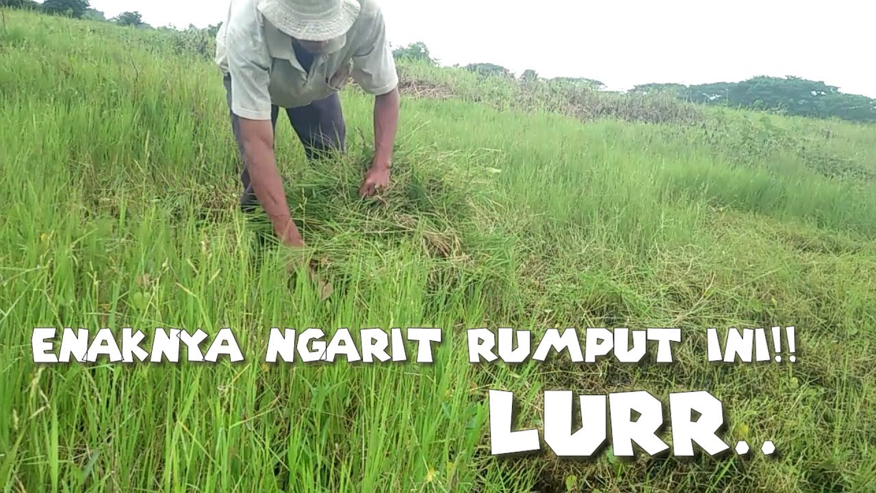 ENAKNYA NGARIT RUMPUT INI LURR - YouTube