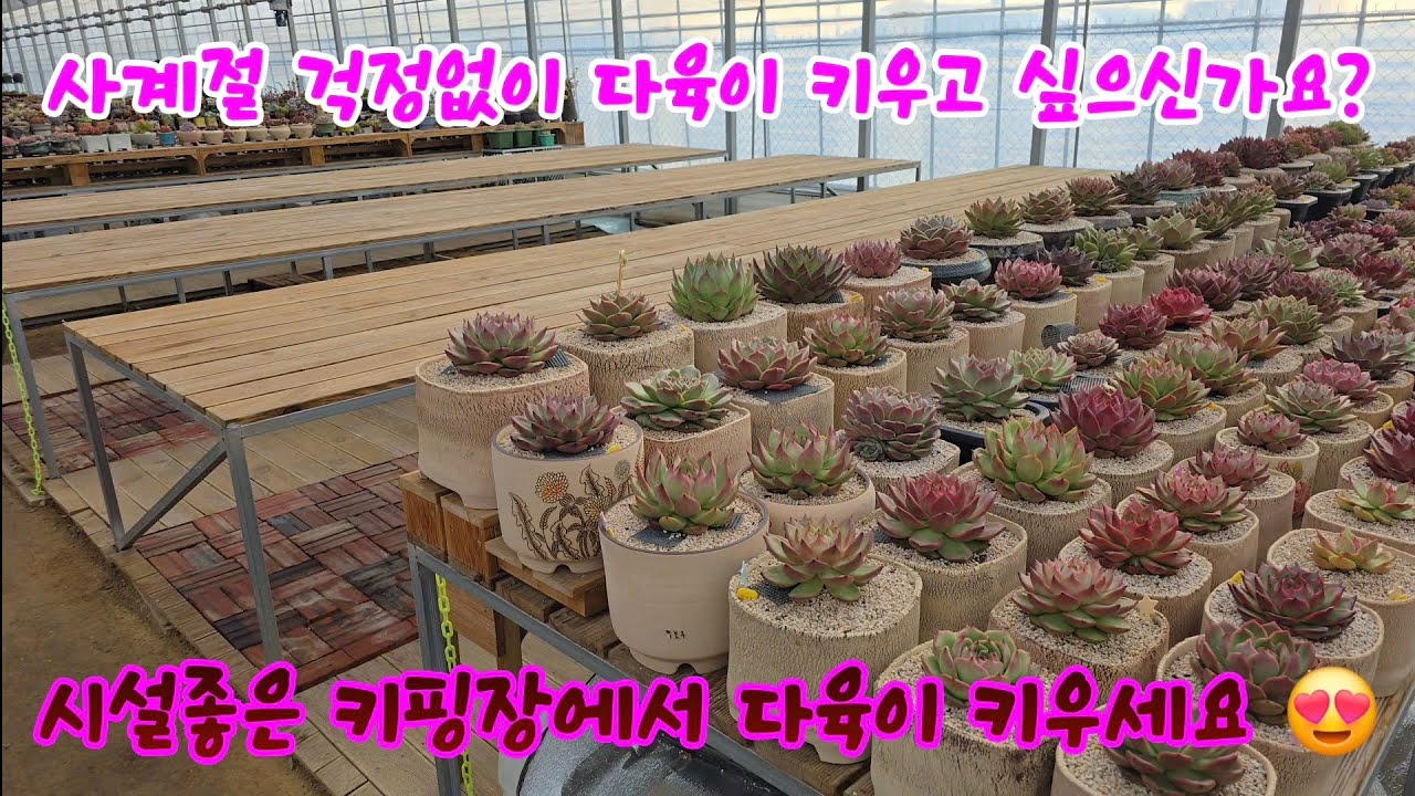 키핑장을 찾으시나요 쾌적한 환경 주위 눈치보지 않고 편안하게 사계절 걱정없이 안전하게 키우세요 다육식물 키핑장 하늘빛다육 달콤한총각다육 Youtube