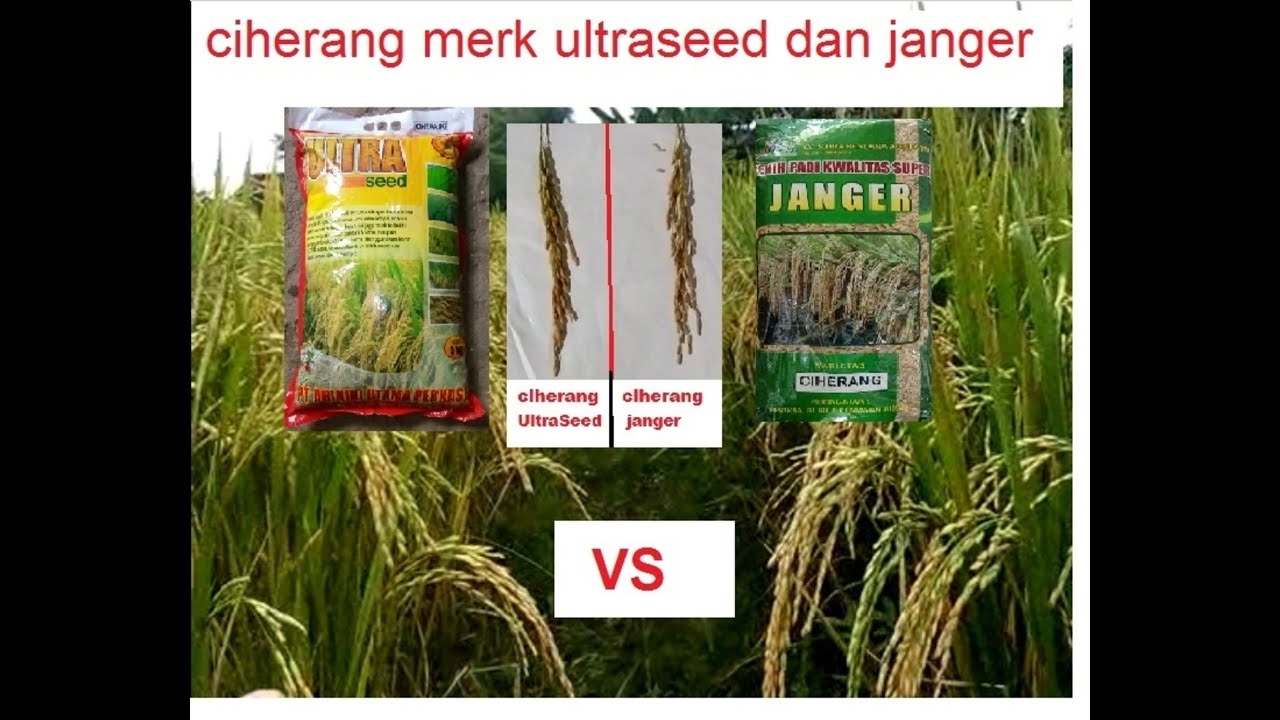 ciherang janger vs ciherang ultraseed - YouTube