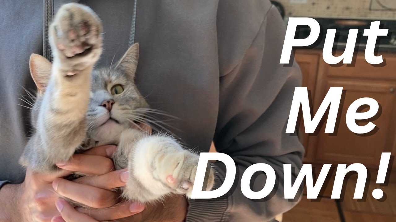 Cat Says Put Me Down! - YouTube
