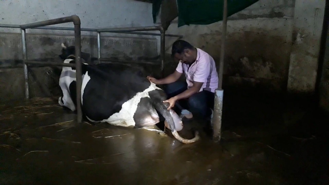 Delivery of a cow - YouTube
