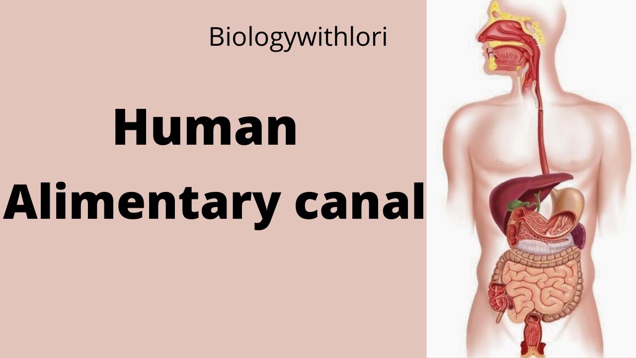 Diagram of human alimentary canal - YouTube