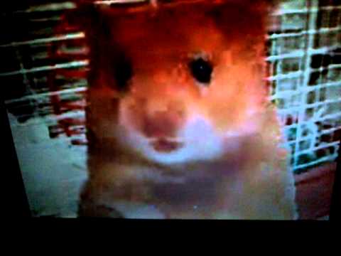 Harry the Hamster (SWEARING) Original - YouTube
