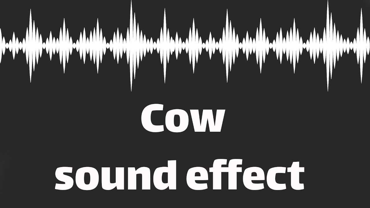 Cow sound effect (no copyright) - YouTube