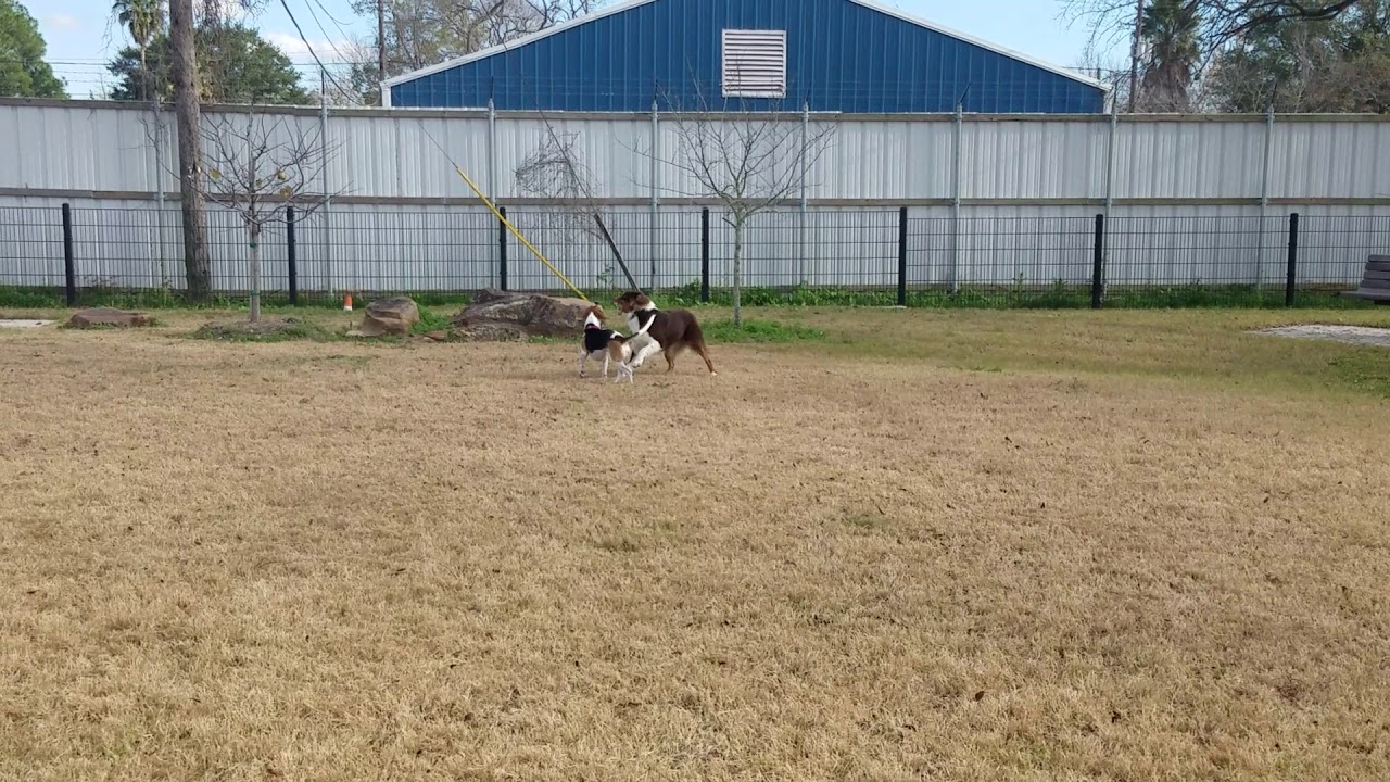 Tommy, Haapoo, Roux, Pixie, and Goose and Smithers Dog Park. - YouTube
