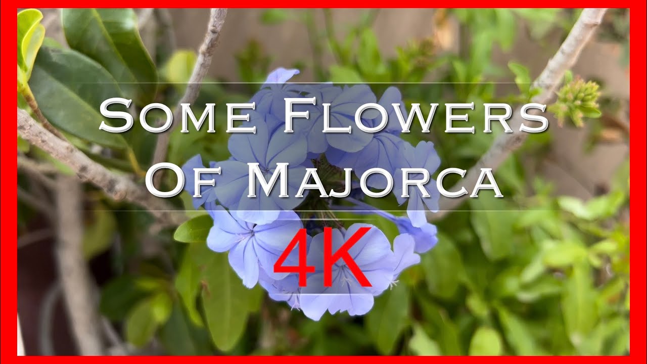 Flowers of Majorca - YouTube